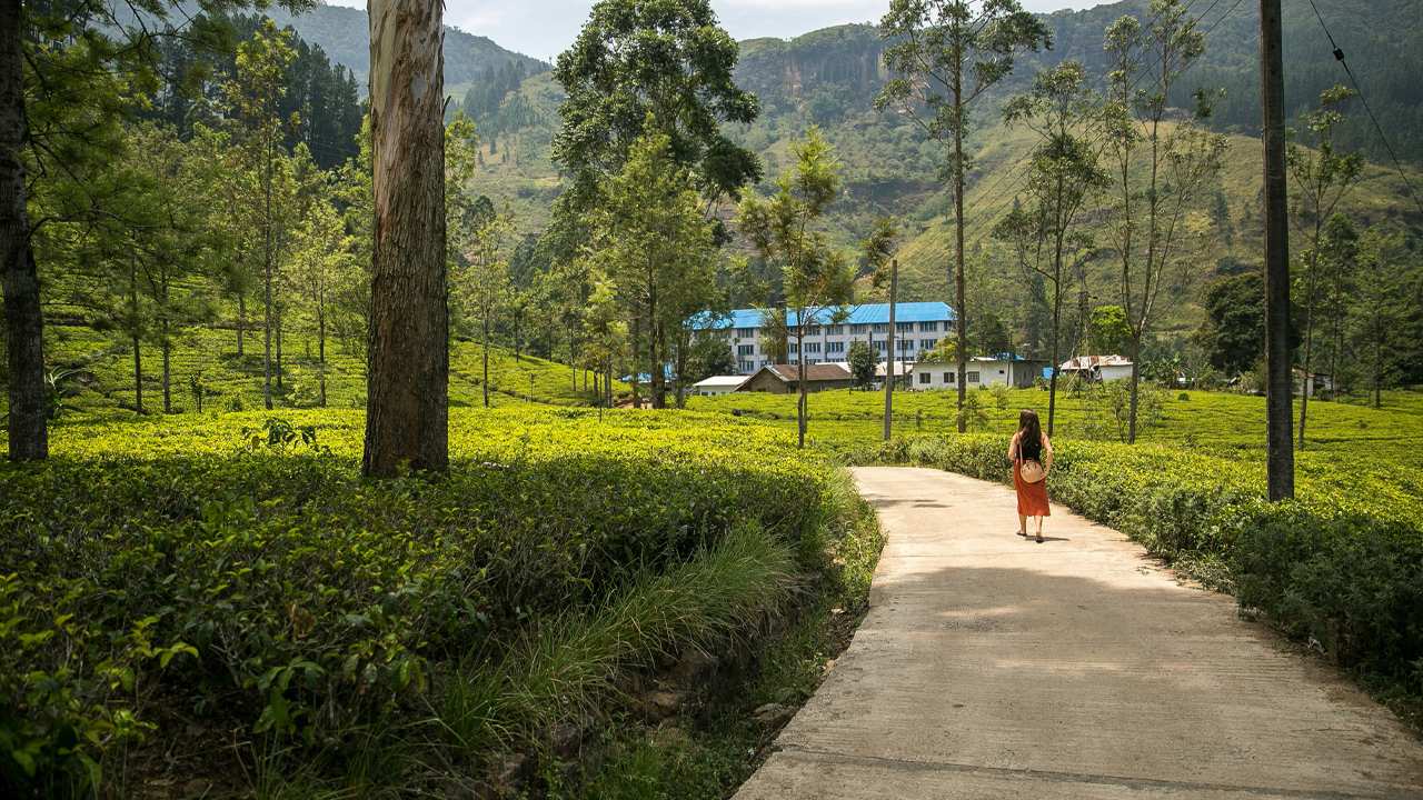 Ceylon Wonders in 5 Days - C Ceylon